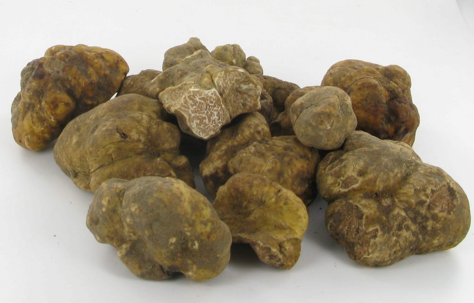 Fresh white truffles harvested in Provence - Magazine Plantin