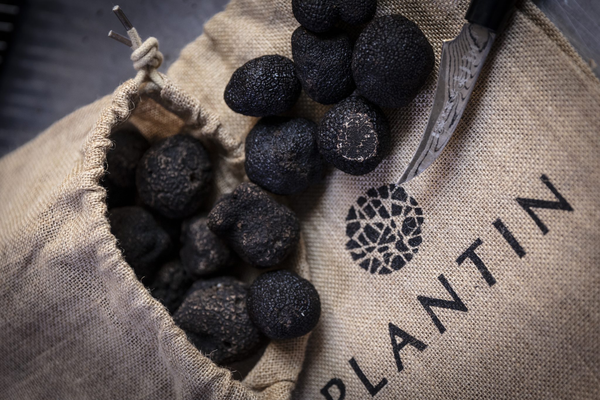 Profession : chasseur de truffes - Magazine Plantin